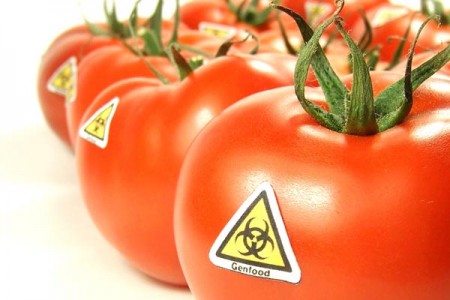 20 years ago today… What have we learned since the GMO Flavr Savr tomato?