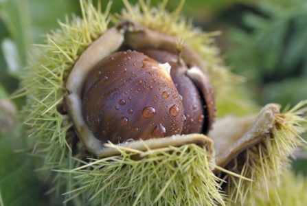 The GE American chestnut – restoration of a beloved species or trojan ...